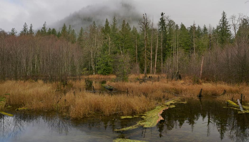 Processen för återvätning av våtmarker ska förenklas ...